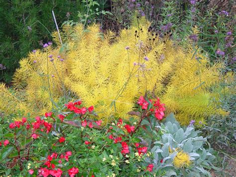 Arkansas Bluestar Great In Spring Summer And Fall What Grows There