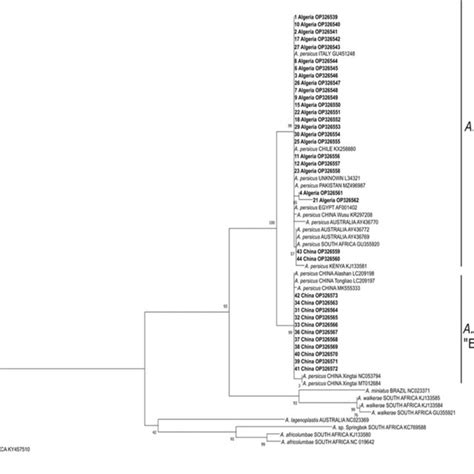 Morphological Observation Of Argas Persicus Premature Stages From