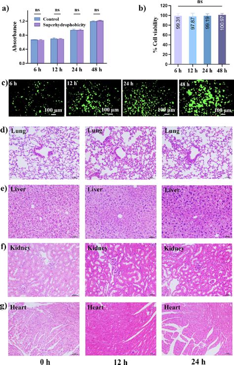 Absorbance Of Cells A Cell Viability B And Fluorescent Staining Download Scientific