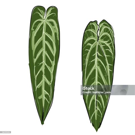 안투륨 워로크퀘아눔 퀸 스공장 롱 리프 핸드 드로잉 스케치 일러스트 낙서 그린 컬러 고립 된 블랙 단풍 열대 이국적인 집 식물