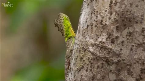 მფრინავი ხვლიკები Youtube