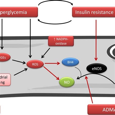 Pdf Endothelial Dysfunction As A Target For Prevention Of