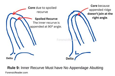 15 rules for choosing core and delta in loop fingerprint patterns