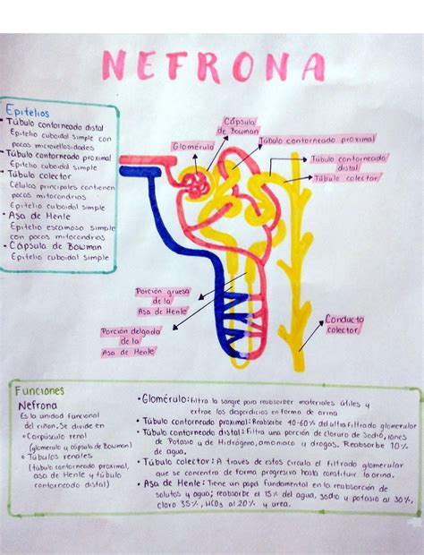 ¿cuáles Son Las Partes De Una Nefrona Dibuje Una Señalándolas