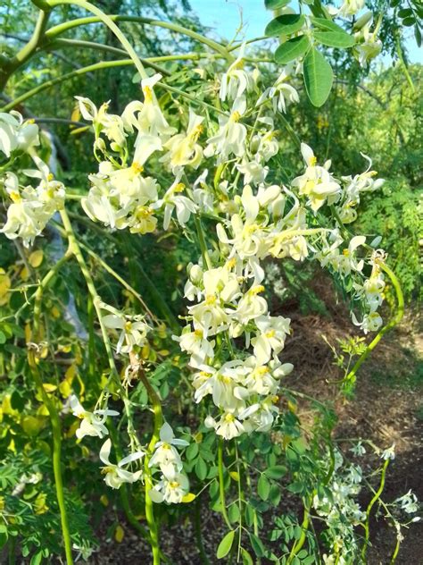 Nutritionfacts Srilankaagriculture Drumstickbenefits Rumesh Rathnayaka