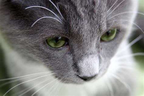 Cholangiohepatitis In Cats Symptoms Causes Diagnosis Treatment