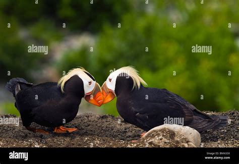 A Pair Of Tufted Puffins Engaging In Mating Behavor On Middleton Island