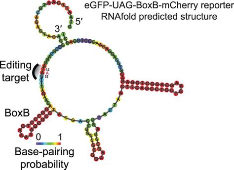 Design Of Egfp Uag Boxb Mcherry Fluorescent Reporter Rna Secondary