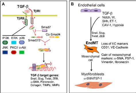 Figure 2 from TGF β Induced Endothelial Mesenchymal Transition in