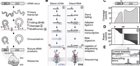 Exploring Rrna Processing And Modifications Using Nanopore Based Download Scientific Diagram