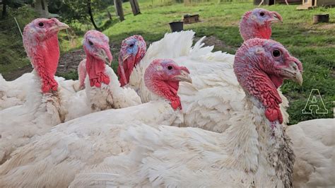 Brojlerové Morky V Predaji Od Mája 2026 Hydina Od Antona