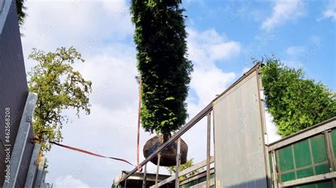 Crane Lifts The Tree Planting And Transplanting Large Plants Transporting And Planting Trees