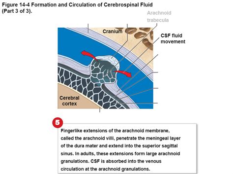 Formation And Circulation Of Cerebrospinal Fluid Diagram Quizlet