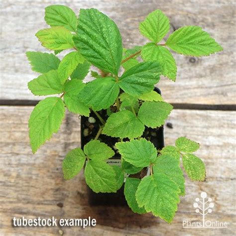 Heritage Raspberry Plants 3 Raspberry Plants Heritage Everbearing