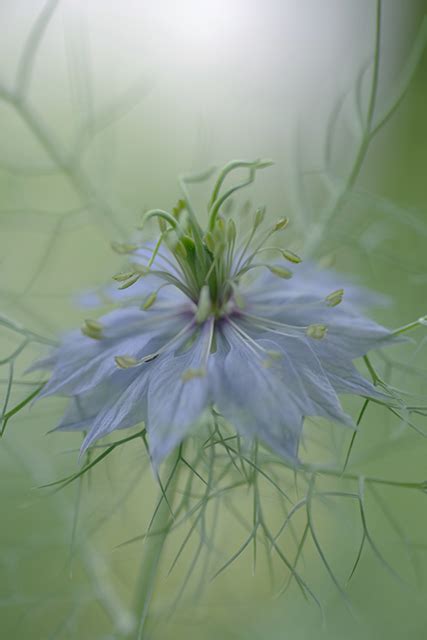 つるバラたちとニゲラの花 雲中午睡庵