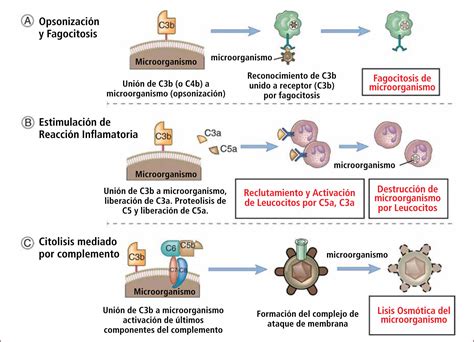 Visión Panorámica Del Sistema Inmune Revista Médica Clínica Las Condes