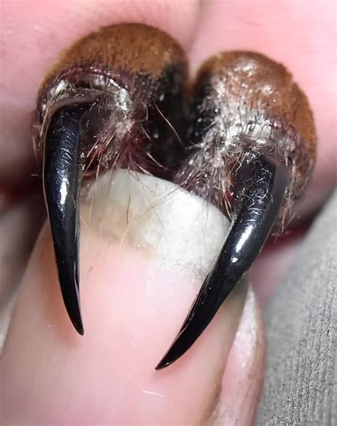 Tarantula Teeth Costa Rican Orange Mouth Tarantula Psalmopoeus