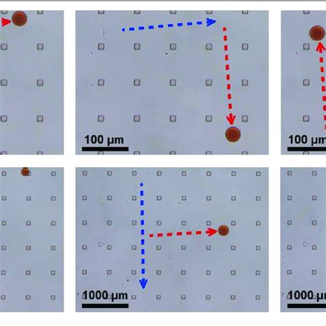 Predetermined Locomotion Of Magnetic Driven Hydrogel Microrobots A Download Scientific
