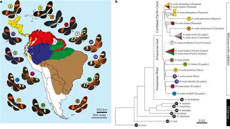 Thats An H Erato Of A Different Color The Molecular Ecologist