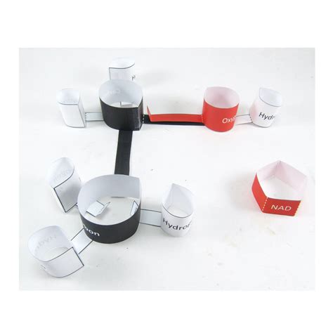 Fermentation Biochemistry Discovering Dna