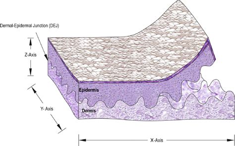 Figure 1 From A Marked Poisson Process Driven Latent Shape Model For 3d Segmentation Of