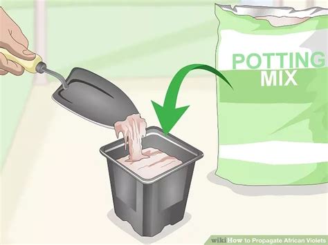 How To Propagate African Violets 13 Steps With Pictures Artofit