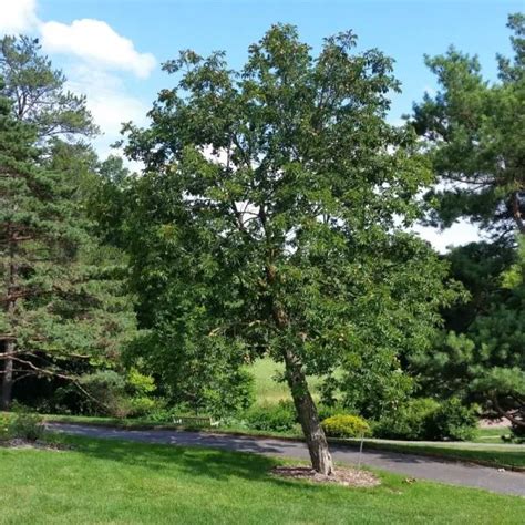 27 Best Trees To Plant In Indiana Common And Native Varieties