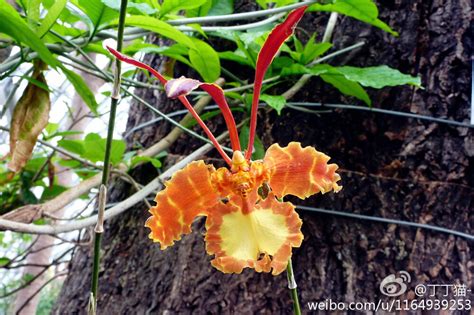 蝴蝶文心兰〔psychopsis Papilio〕，又名蛾 堆糖，美图壁纸兴趣社区