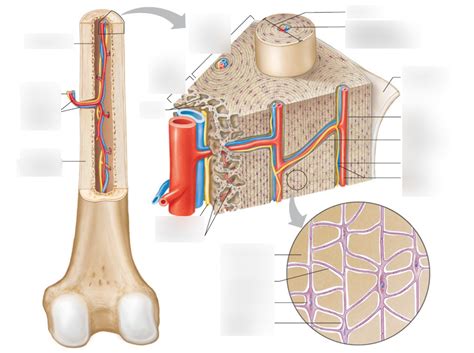 I11 Microscopic Structure Of Bone Diagram Quizlet