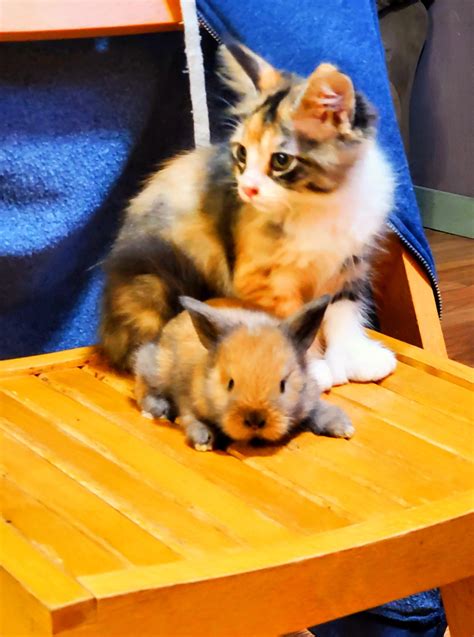 Calico Kitty And Her Bunny Rpics