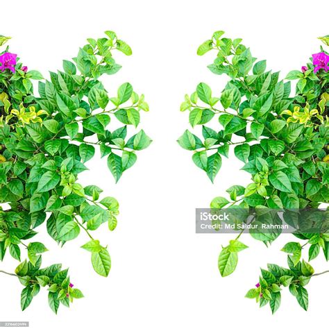 흰색 배경에 녹색 잎과 보라색 꽃이 있는 대칭 Bougainvillea 신선한 녹색 식물 잎과 가지는 흰색 배경 녹색 잎 배경에 자연스러운 단풍 테두리를 형성합니다 0명에