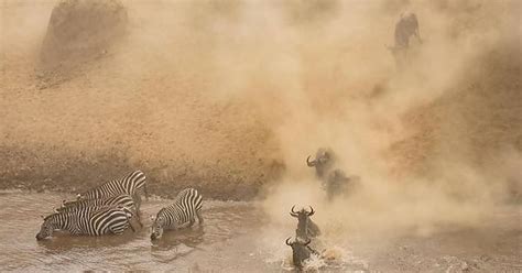 Big Migration Album On Imgur