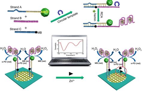 Schematic Display Of A Paper Ratiometric Type Electrochemical Biosensor Download Scientific