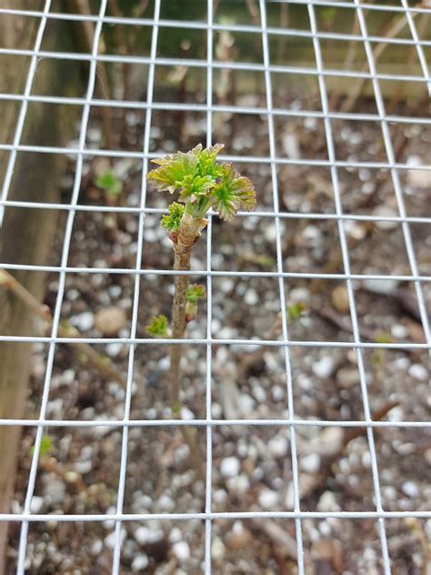 Last Summers Berry Bush Ribes Cuttings Coming Alive R Gardening