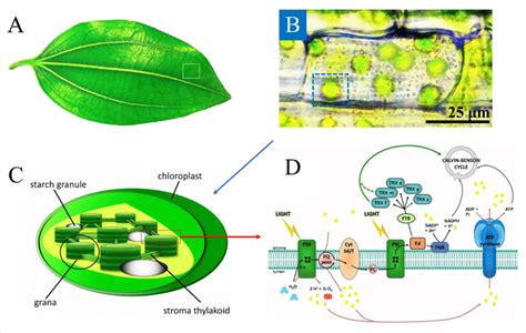Chloroplast In A Plant Cell