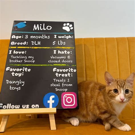 Olympia 🎓 Milo Stealth Mode Activated Everyone Watch Your Ankles