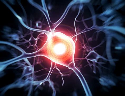 Les Chercheurs Créent 400 Types De Cellules Nerveuses Nouvelles Du Monde