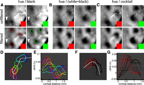 Characterization Of Color Induced Cortical Activity Color Maps In Download Scientific Diagram