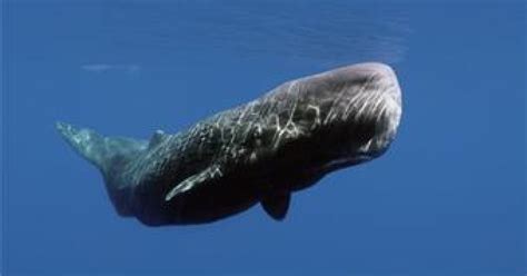 소설 모비딕 주인공 향고래해수부 7월 보호해양생물로 선정