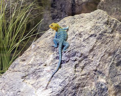 The Common Collared Lizard Crotaphytus Collaris On A Rock Formation