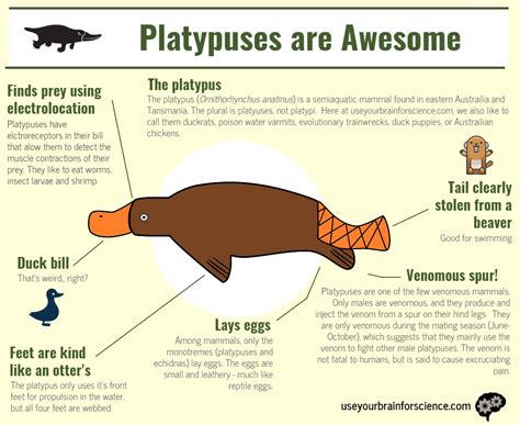 Whats A Group Of Platypus Called At Greg Booth Blog