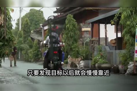 01毫克就能致死，毒狗针究竟有多毒？毒死之后的狗能不能吃？