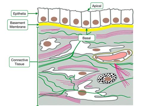 Epithelial Cell Structure