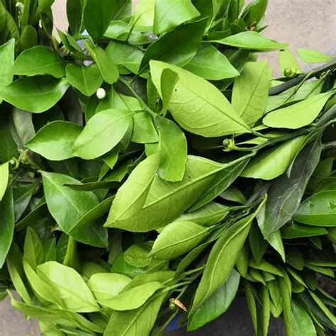 柑橘树叶子柑橘树叶大山谷图库