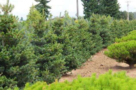 7 Types Of Pine Trees That Are Great For Home Landscapes