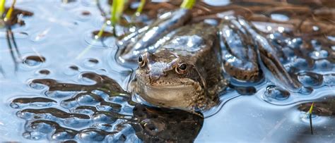 Grass Frog Swiss National Parc