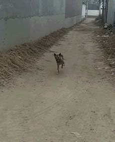 追着打gif 打gif 打gif 大山谷图库