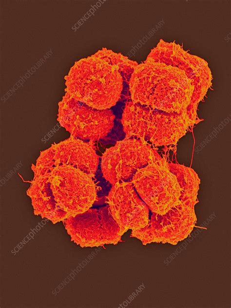 Micrococcus Antarcticus Bacterium Sem Stock Image C032 1857 Science Photo Library