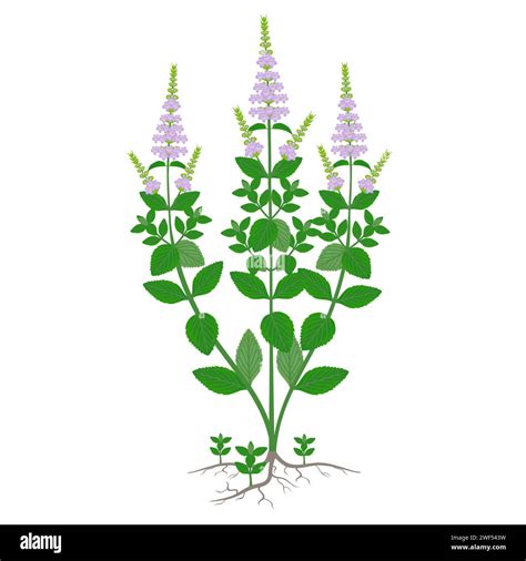 Peppermint Plant With Flowers And Roots On A White Background Stock