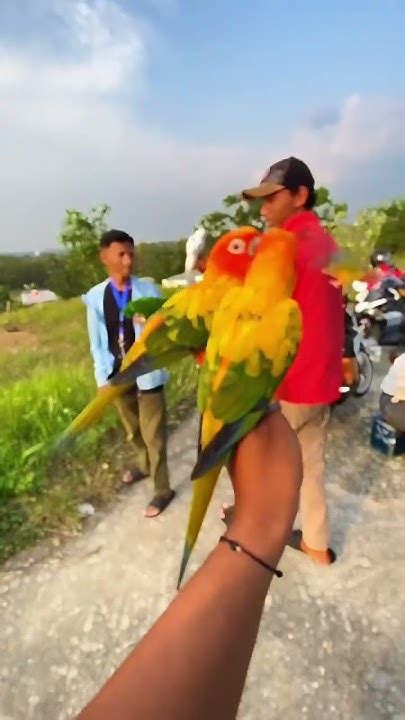 Keindahan Burung Paruh Bengkok Diluar Kandang Youtube